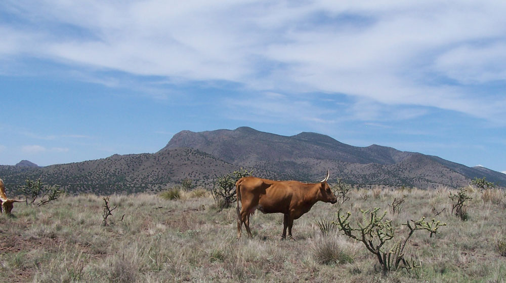 Texas Agate : Woodward & Ritchie ranch Alpine , Texas